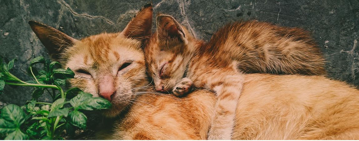 Feral Cat Community